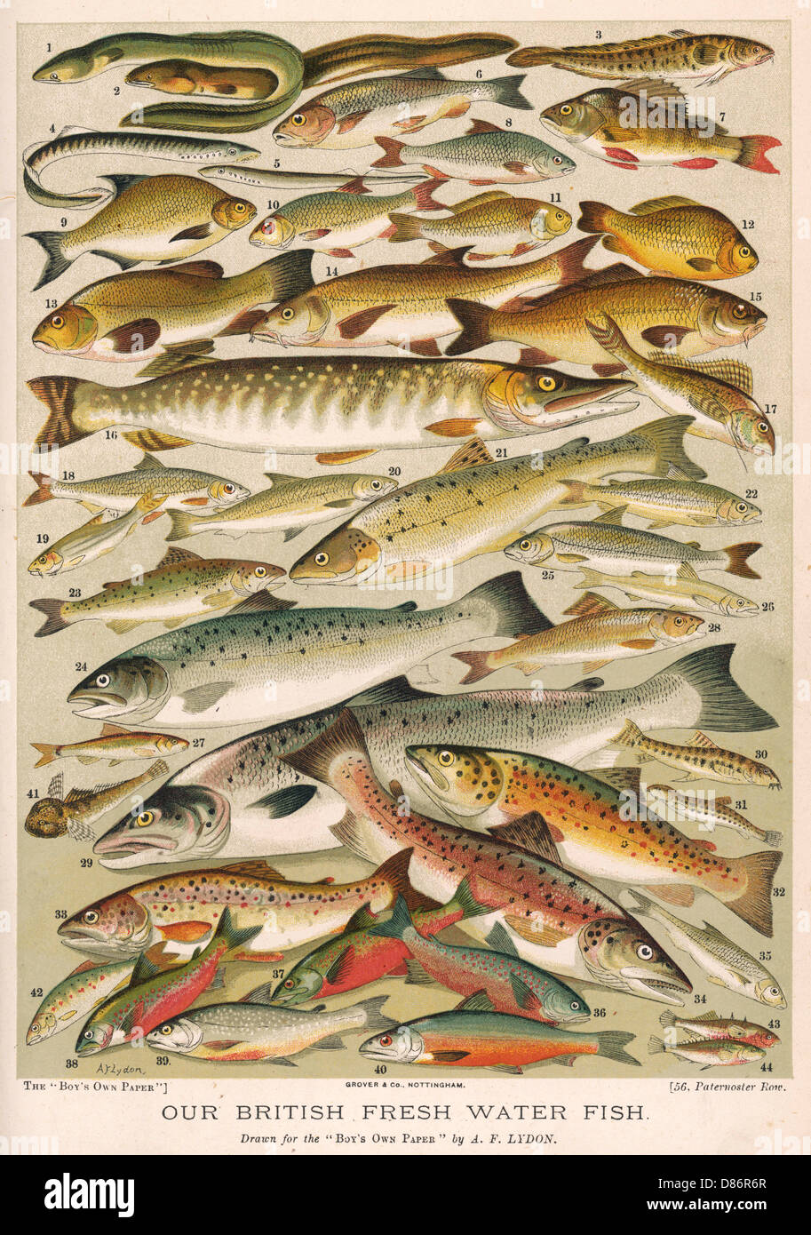 A selection of British fresh water fish Stock Photo - Alamy