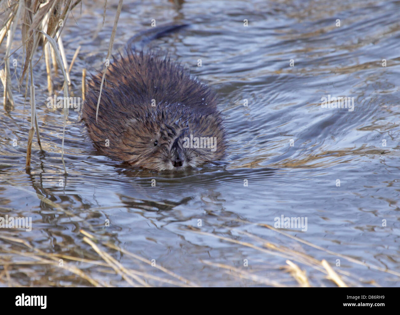 Tail of muskrat hi-res stock photography and images - Alamy