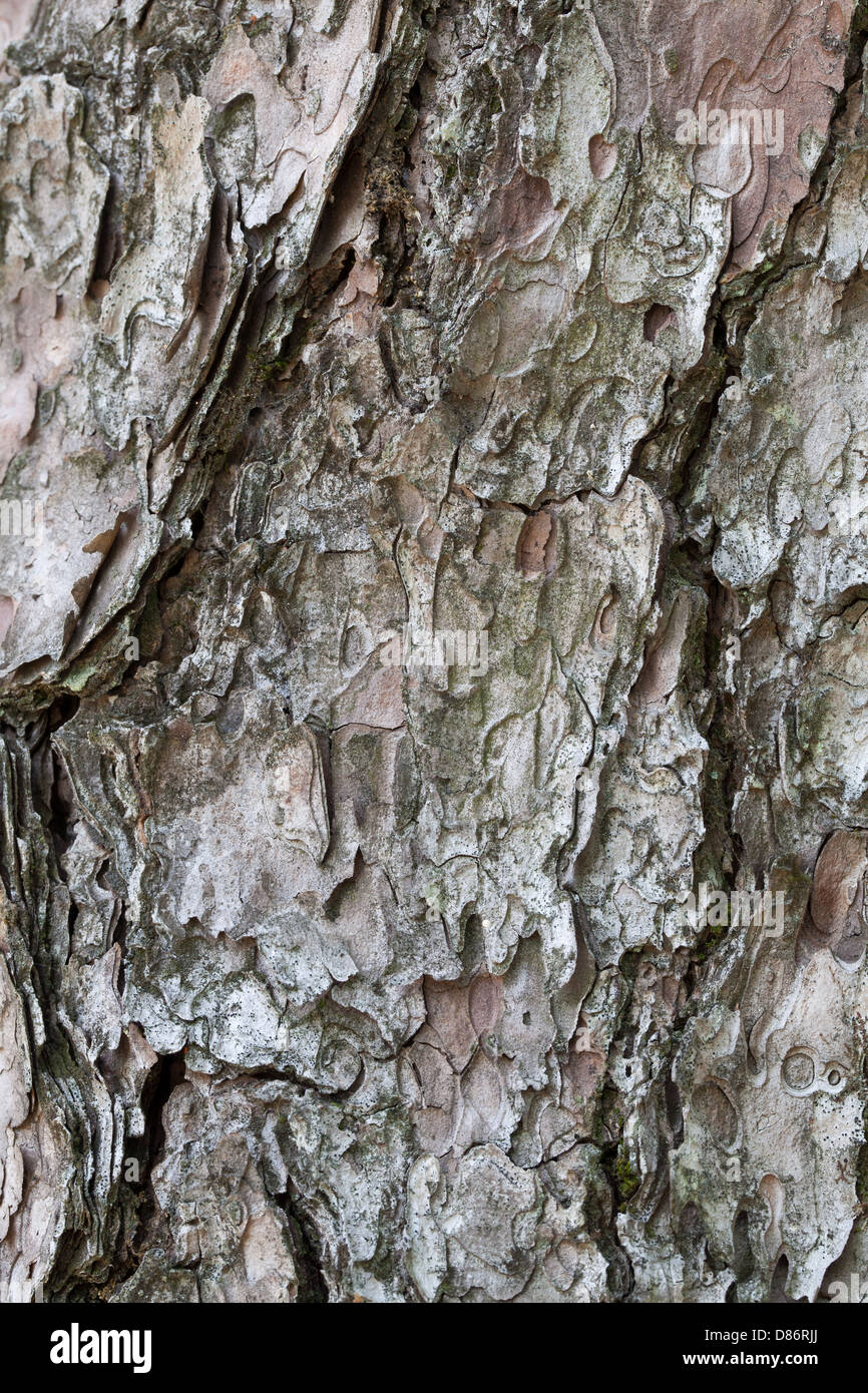 Wood pine tree texture pattern Stock Photo - Alamy