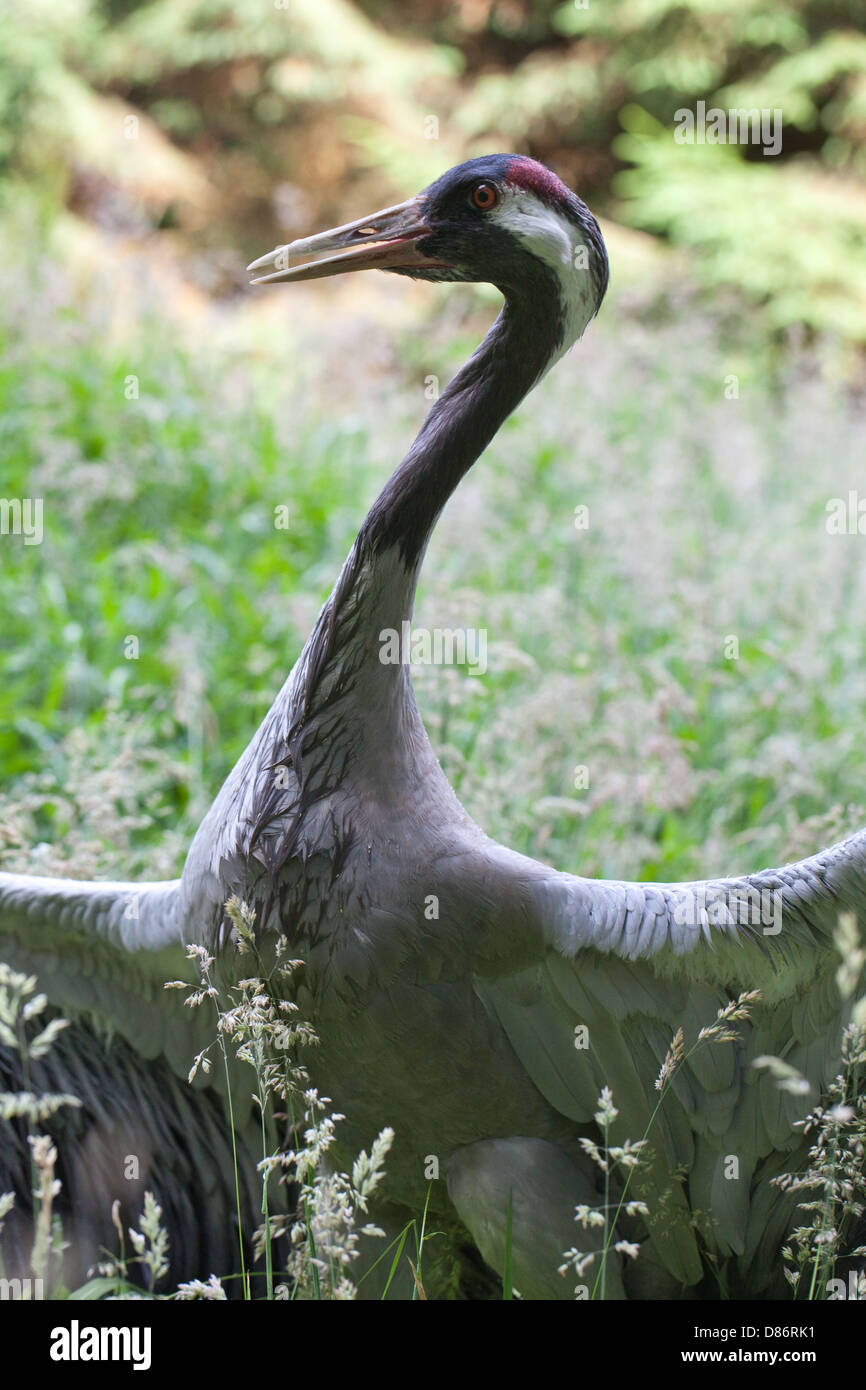 EURASIAN CRANE Grus grus. Male in stages of' 'distraction broken wing ...