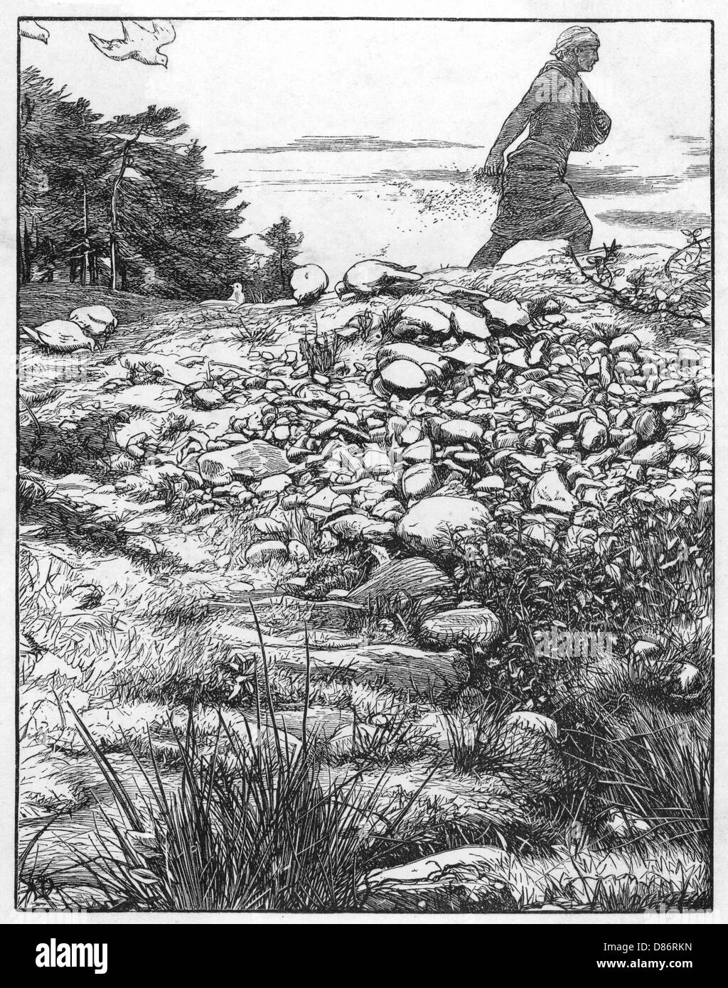 Parable of the sower hi-res stock photography and images - Alamy