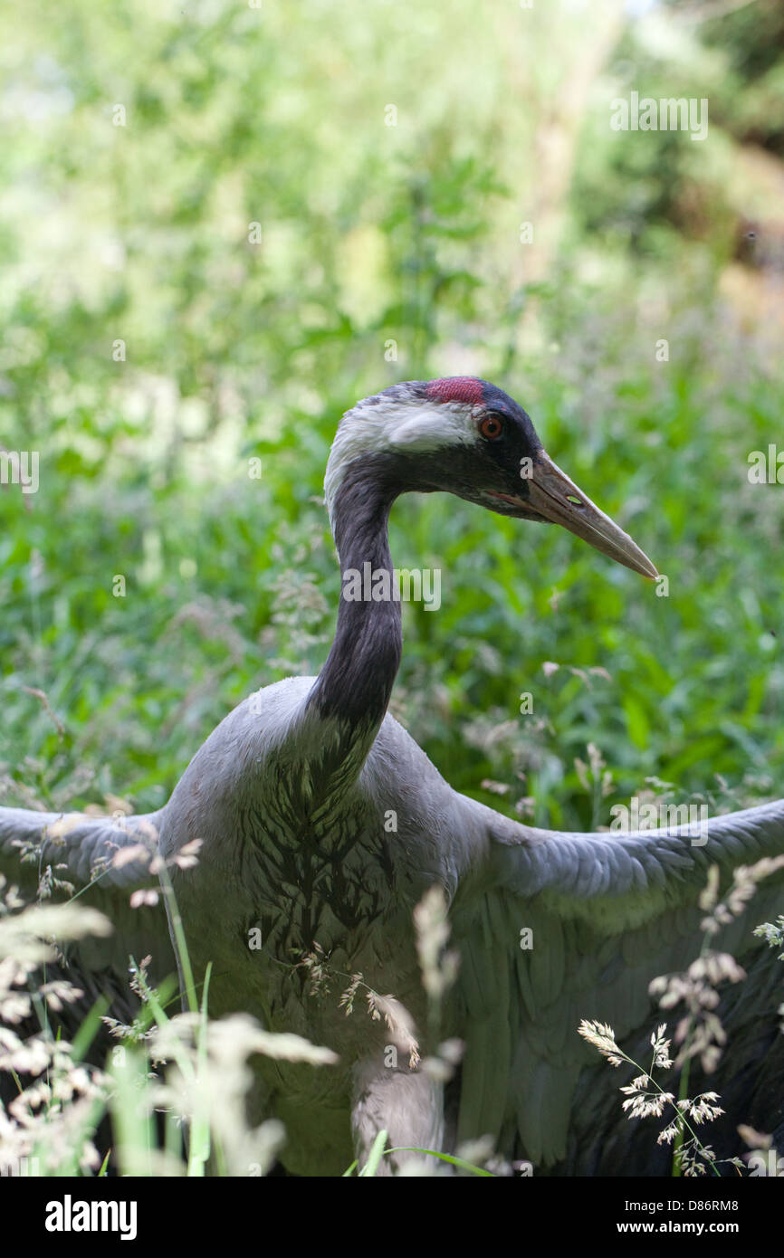 Bird wing display hi-res stock photography and images - Alamy