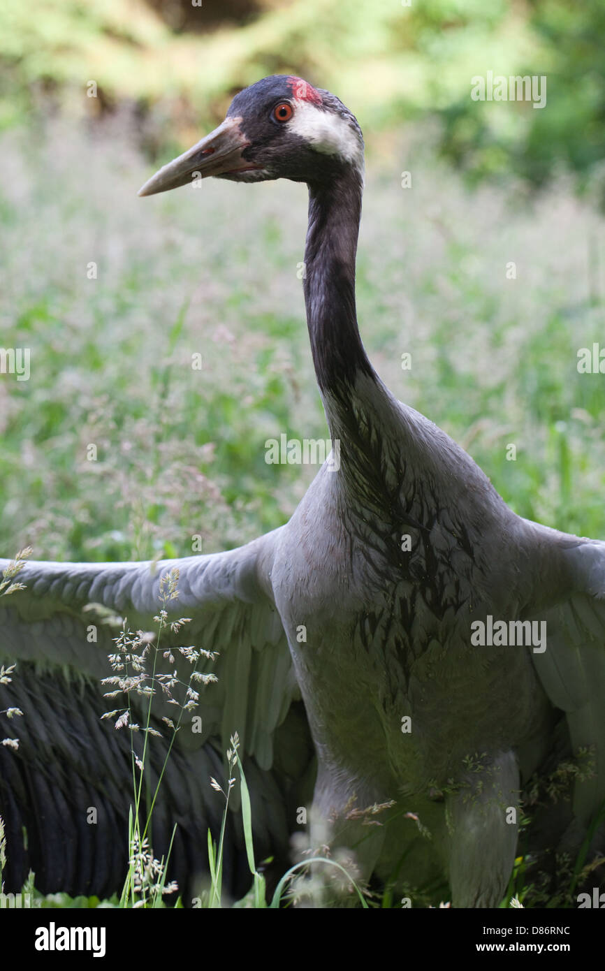 Predator distraction hi-res stock photography and images - Alamy