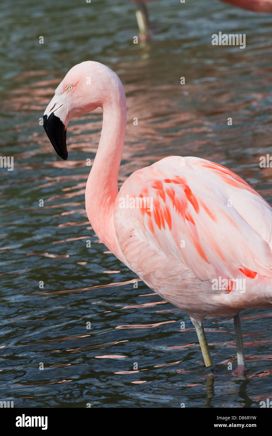 Chilean Flamingo (Phoenicopterus chilensis). Identification of this ...