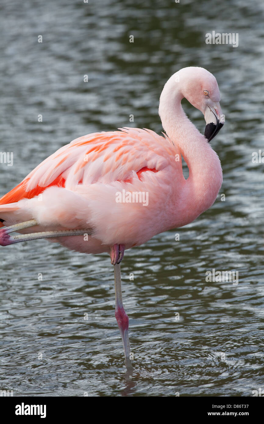 Flamingo feet hi-res stock photography and images - Alamy