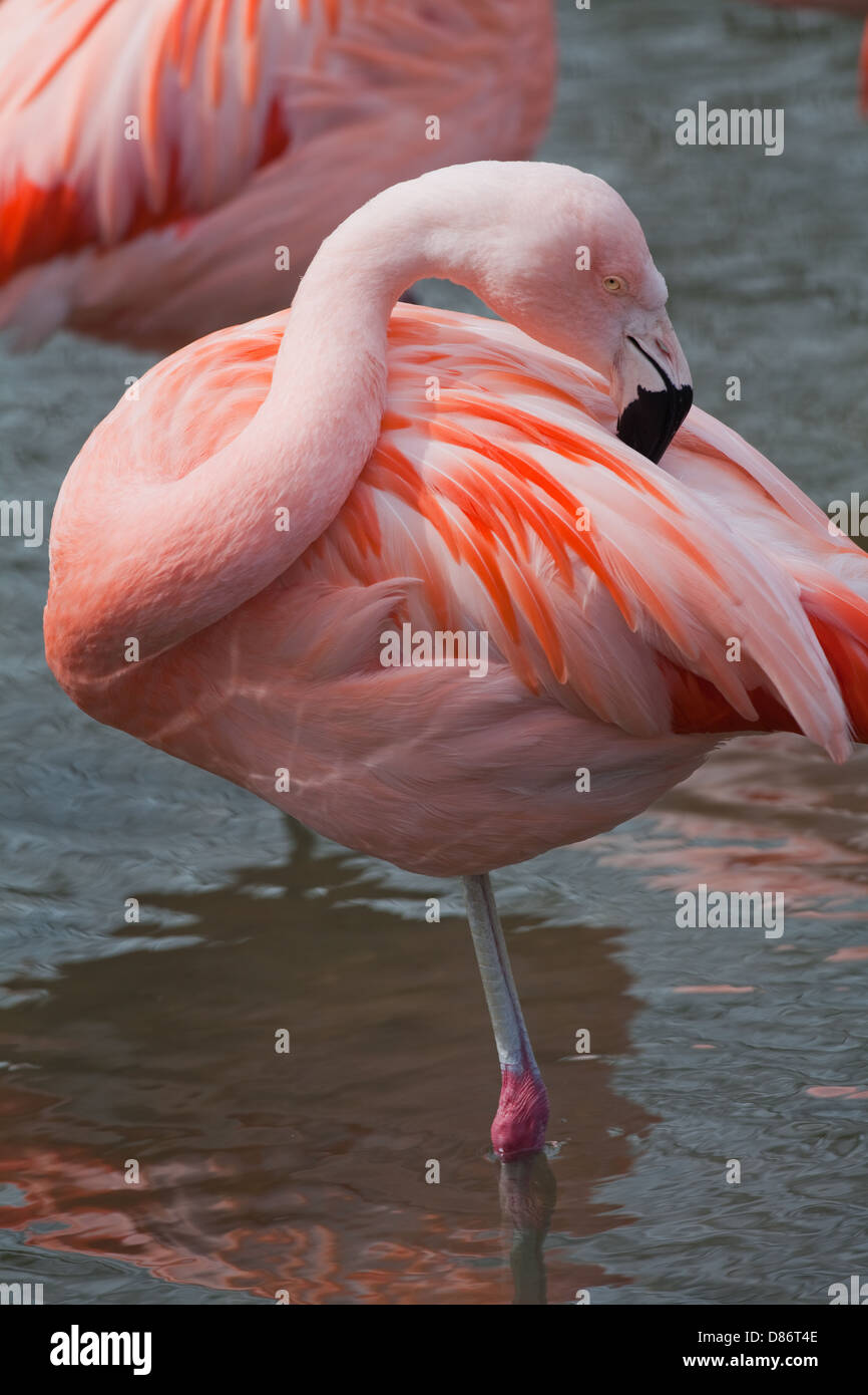 Flamingo stand on one leg in shallow water hi-res stock photography and ...