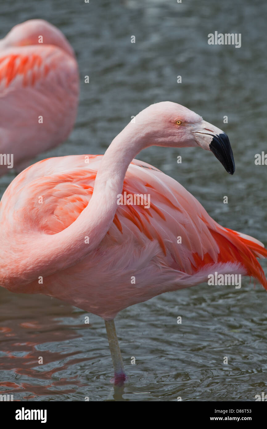 Flamingo feet hi-res stock photography and images - Alamy