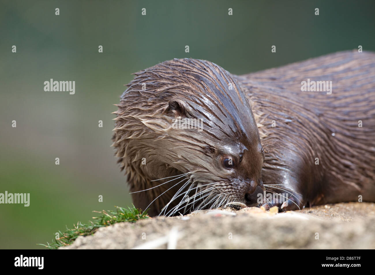 American organs hi-res stock photography and images - Alamy