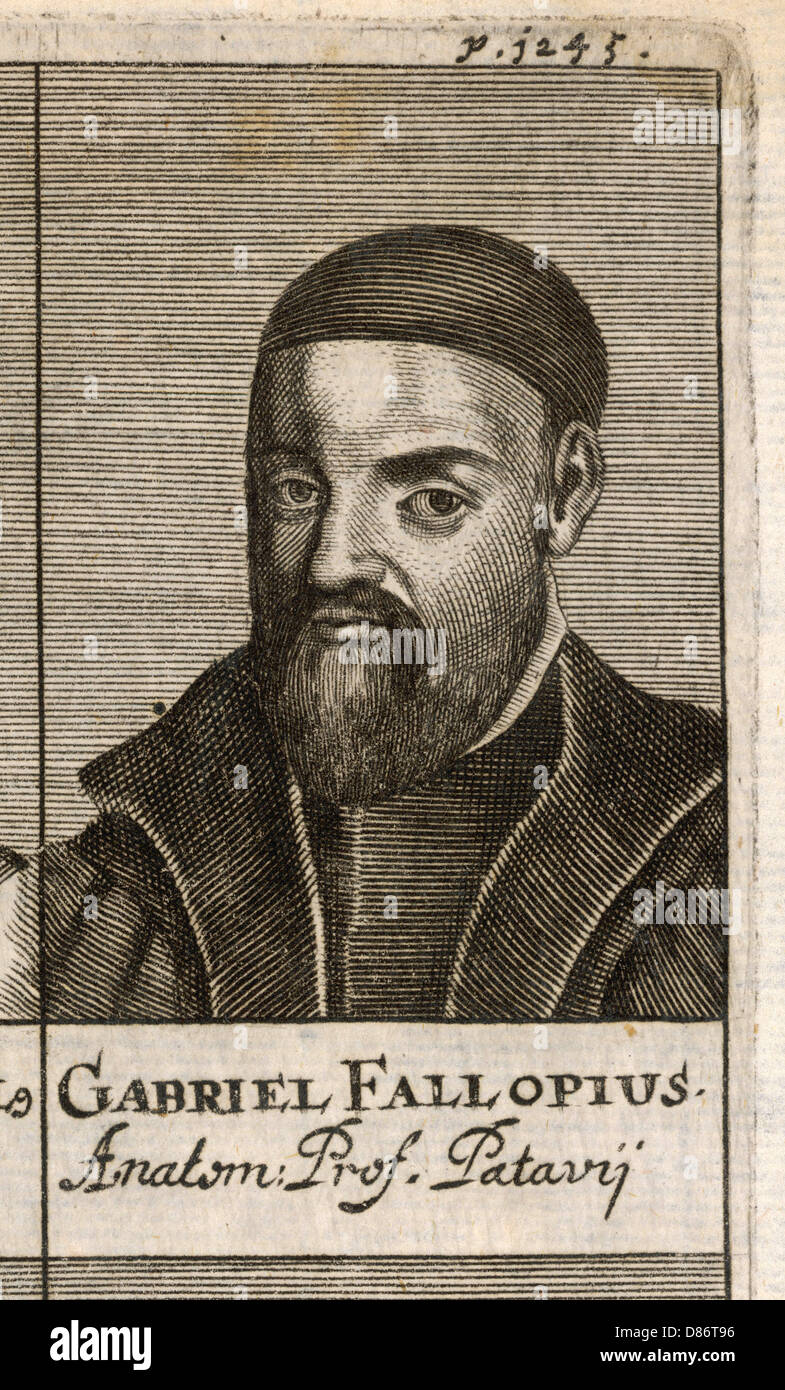 Fallopius hi-res stock photography and images - Alamy