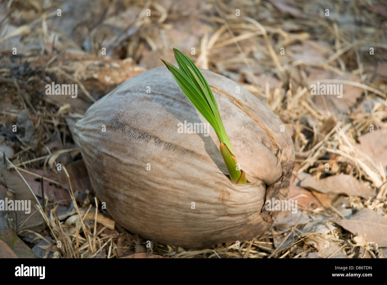 Coconut sprout hi-res stock photography and images - Alamy