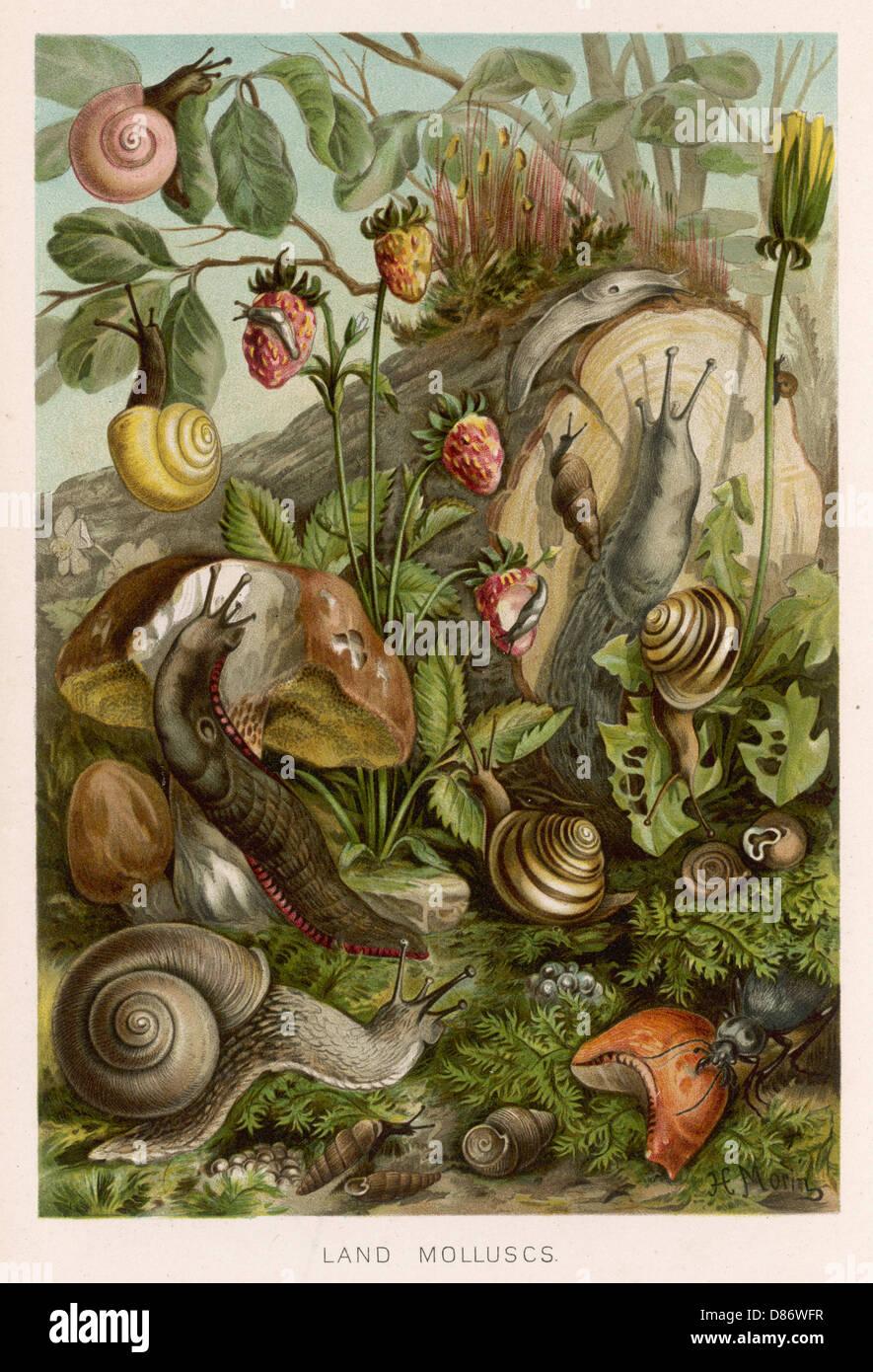 Molluscs snails hi-res stock photography and images - Alamy