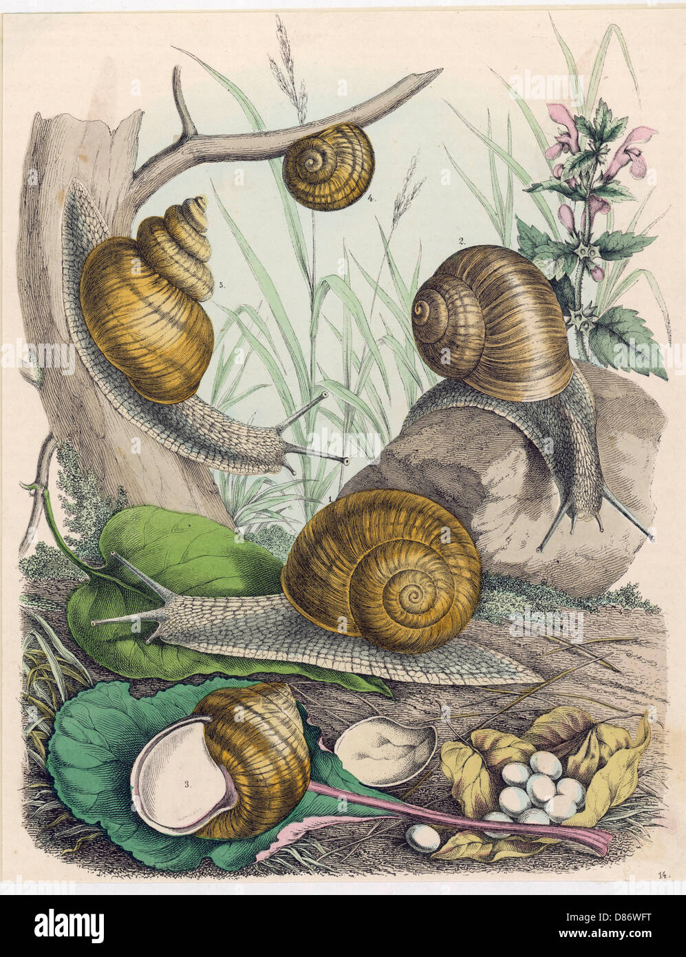 Molluscs snails foliage hi-res stock photography and images - Alamy