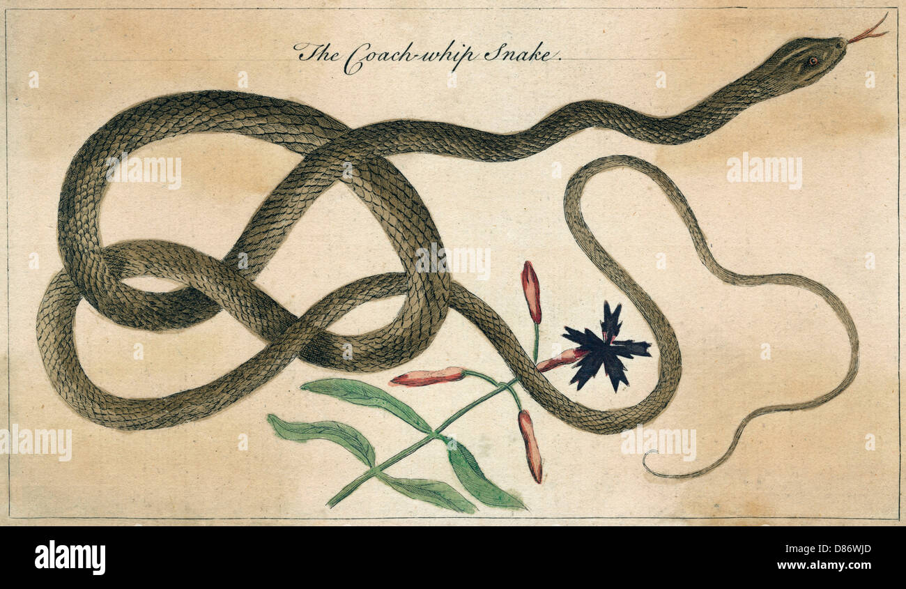 Coachwhip snake hi-res stock photography and images - Alamy