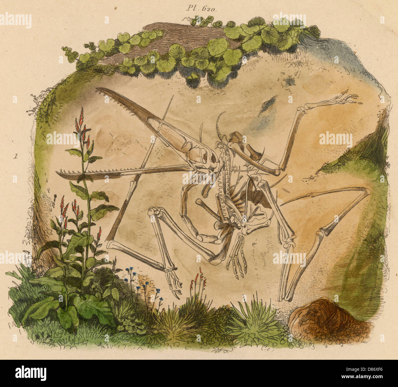 Pterodactyl hi-res stock photography and images - Alamy