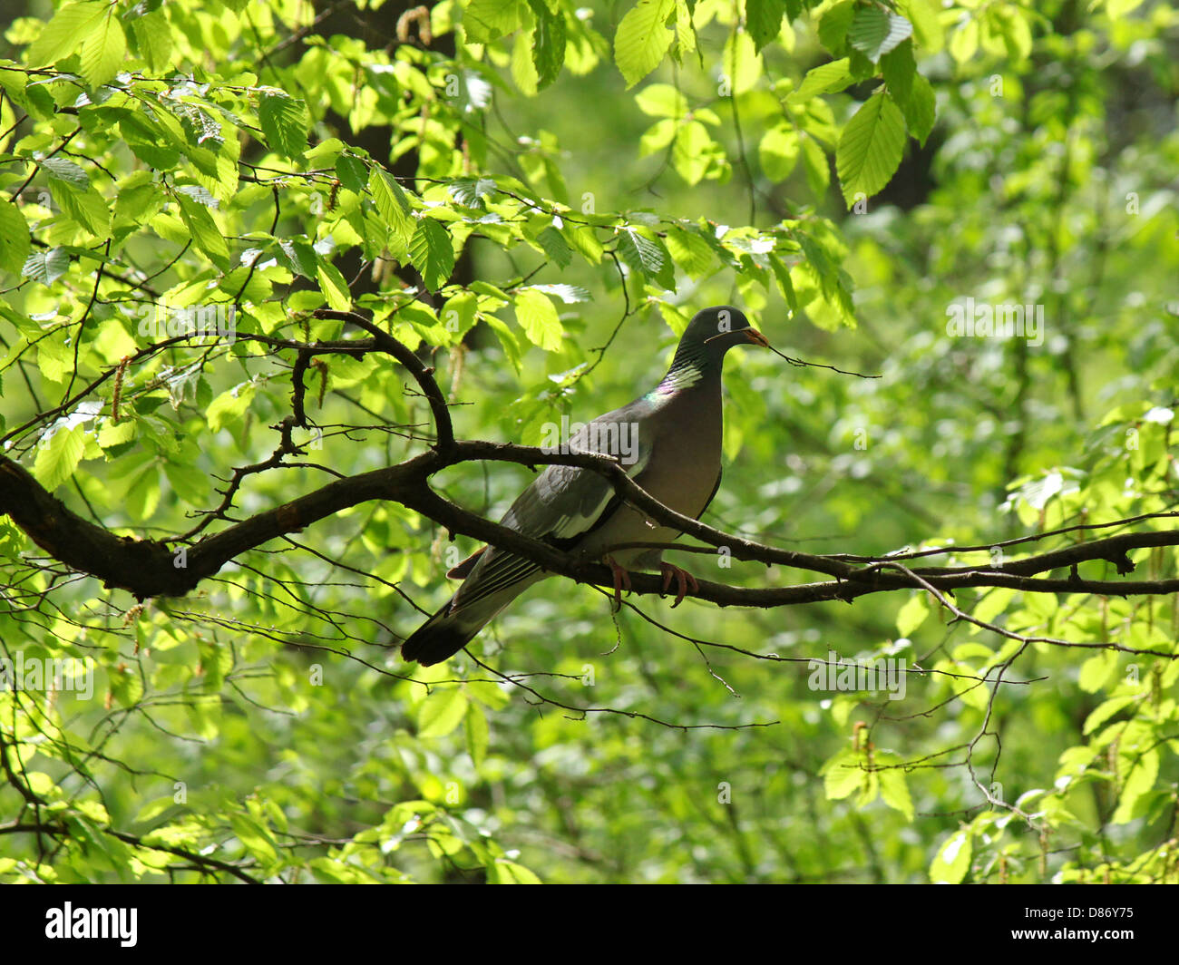 Common Wood Pigeon on branch of tree Stock Photo - Alamy