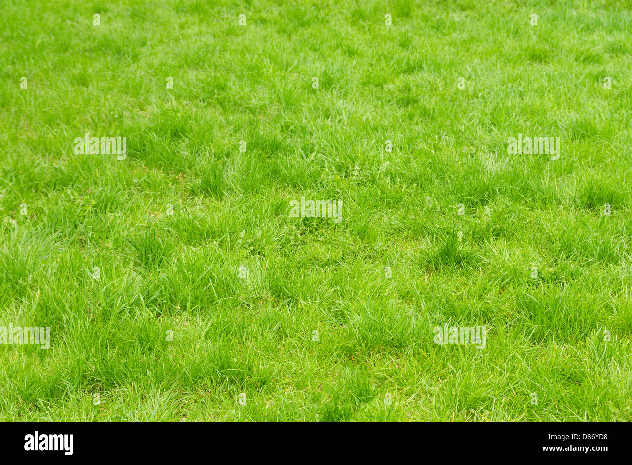 Green grass background (texture) close up, horizontal, natural Stock ...