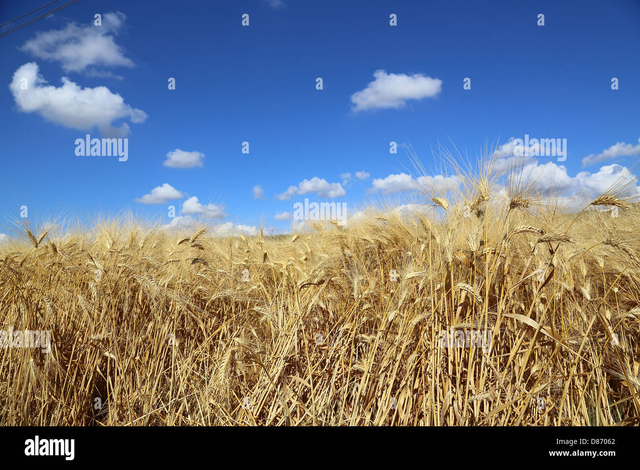 Rural wheat crop field Stock Photo - Alamy