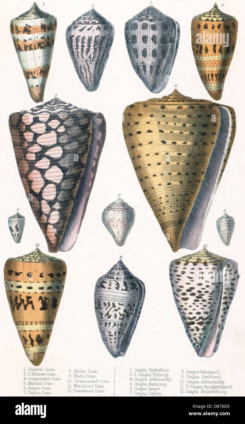 VARIOUS SHELLS (CONES Stock Photo - Alamy