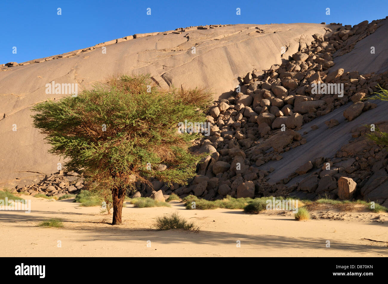 Algeria, Acacia tree in front of a huge granite dome at Tehenadou Stock ...
