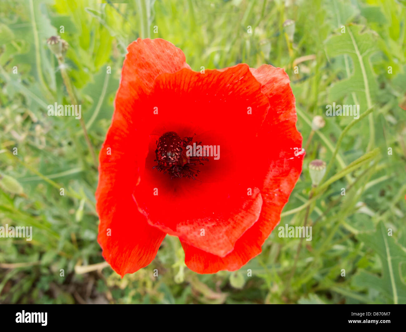 Red poppy with wildlife hi-res stock photography and images - Alamy