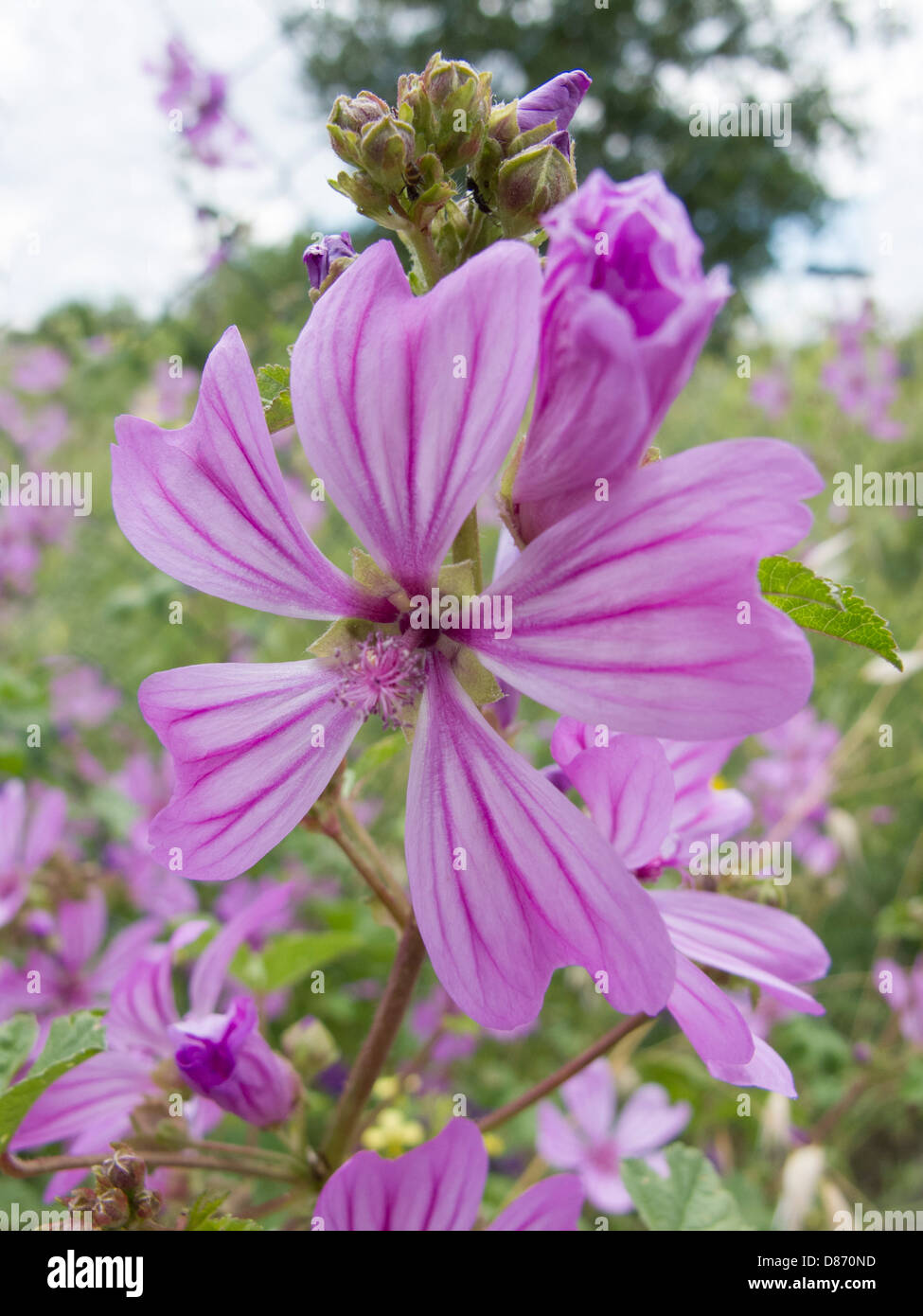 Mallow flower and wild grass Stock Photo - Alamy