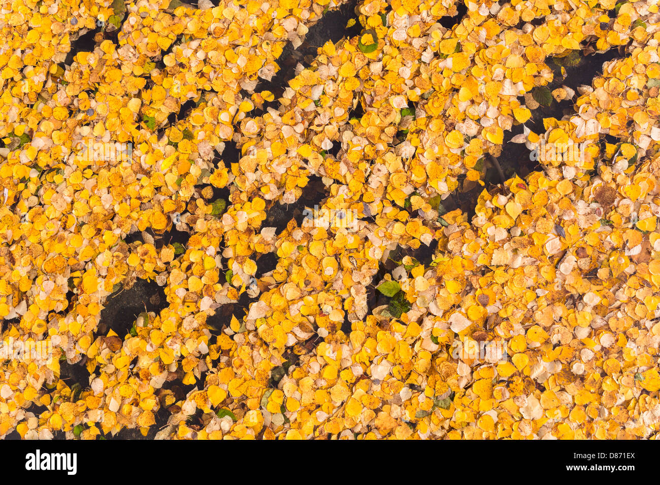 USA, Alaska, Autumn leaves in Long Lake Stock Photo - Alamy