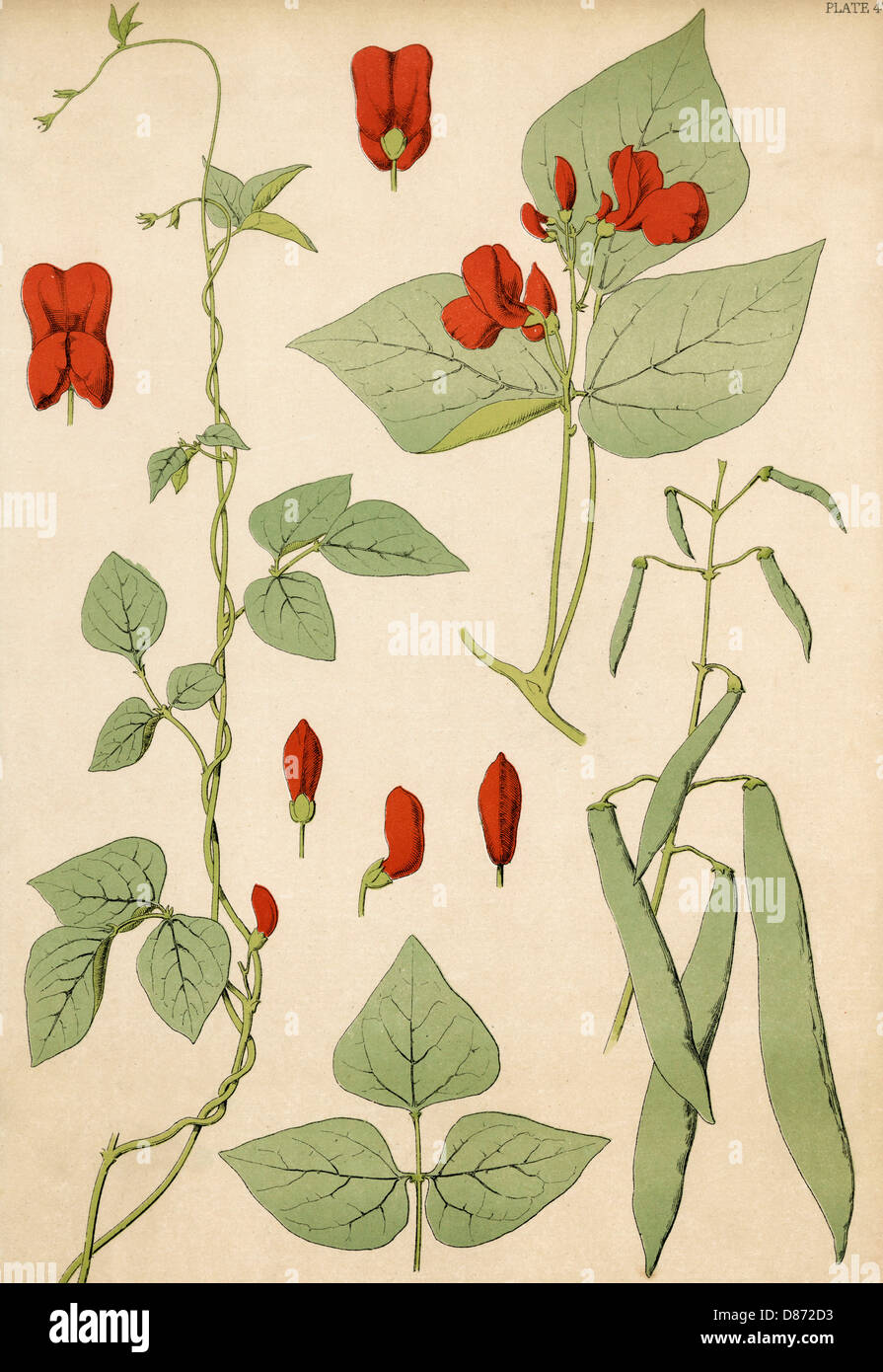 RUNNER BEANS 19C Stock Photo - Alamy
