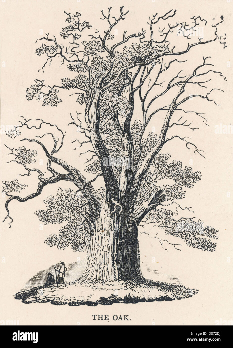OAK TREE C1850 Stock Photo - Alamy