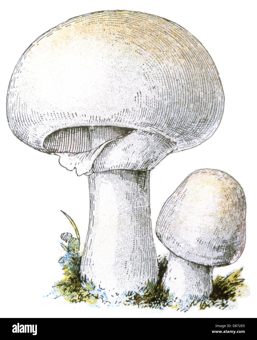 Agaricus bisporus mushroom hi-res stock photography and images - Alamy