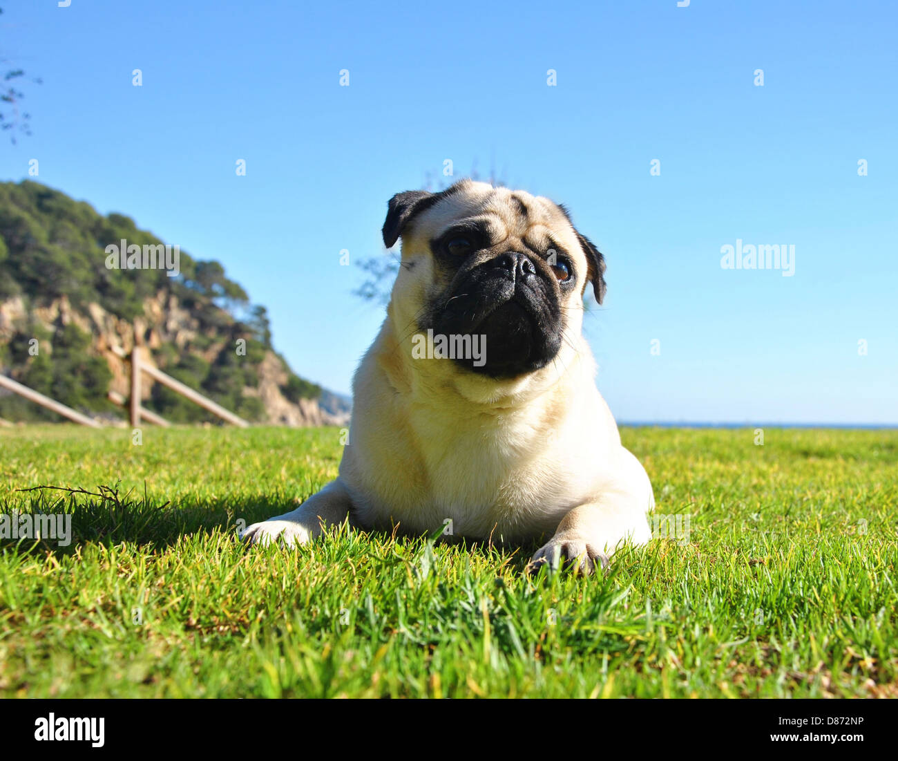 Pug puppy grass hi-res stock photography and images - Alamy