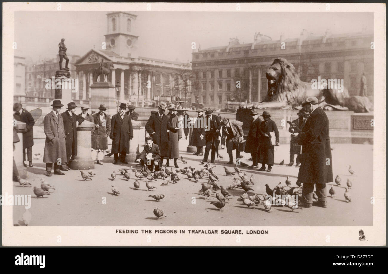 Sq pigeons hi-res stock photography and images - Alamy