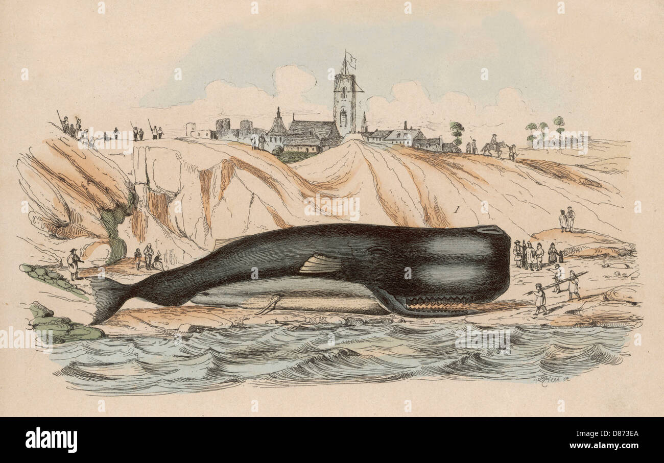 Beached sperm whale hi-res stock photography and images - Alamy