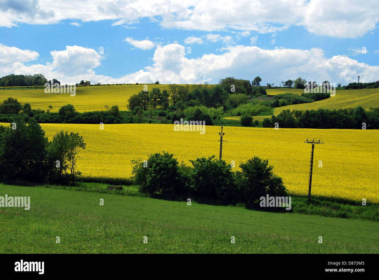 colourful countryside landscape consists from fields and isolated trees ...