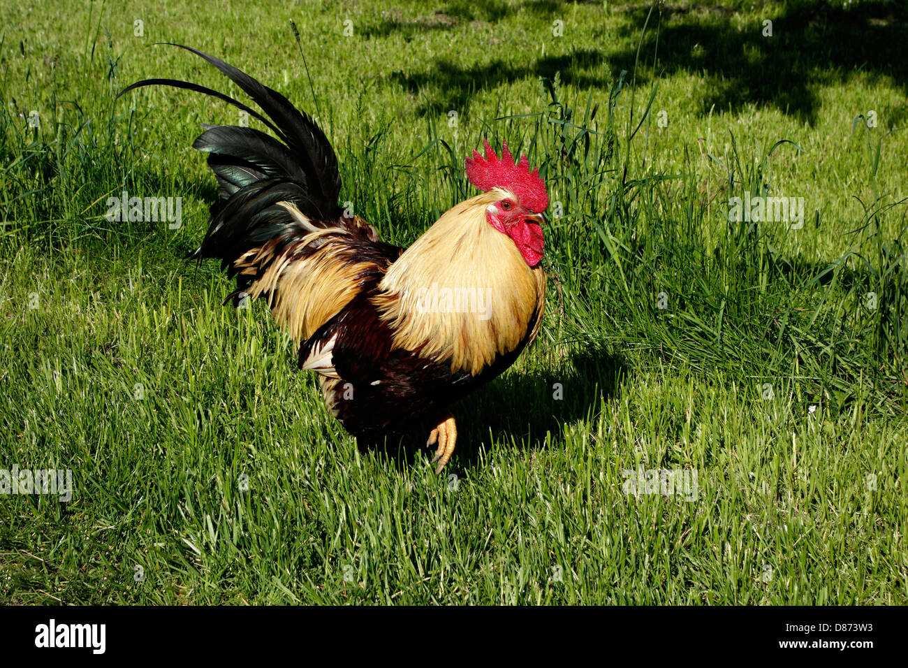Rooster walking on green grass( Gallus gallus domesticus ) Chiemgau ...