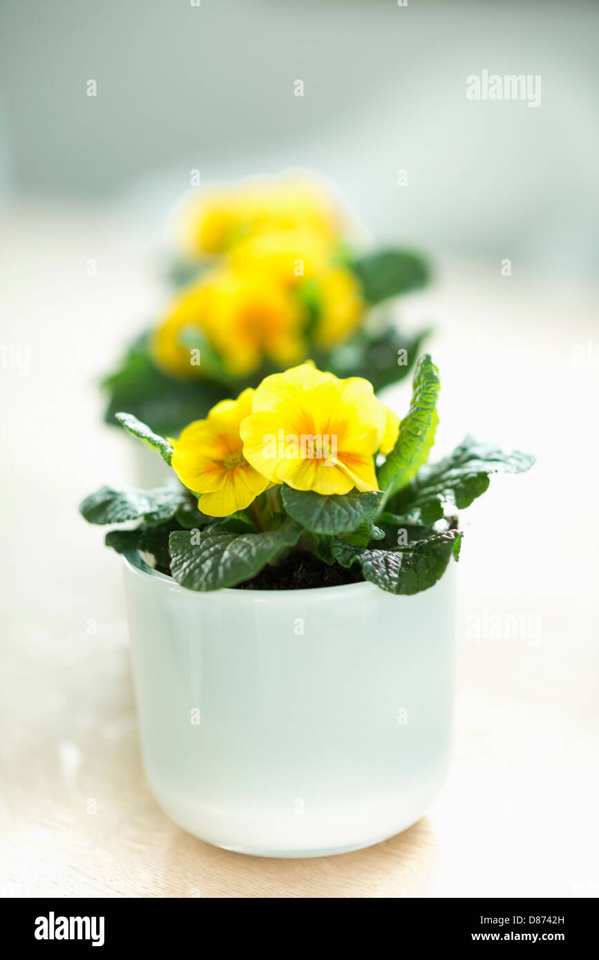 Potted plant with yellow primroses, close up Stock Photo - Alamy