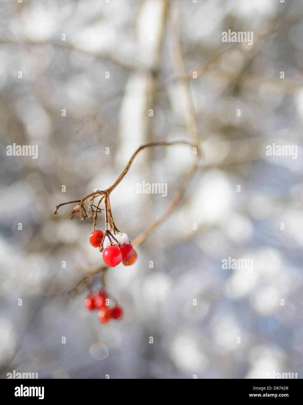 Germany, Red berries in snow Stock Photo - Alamy