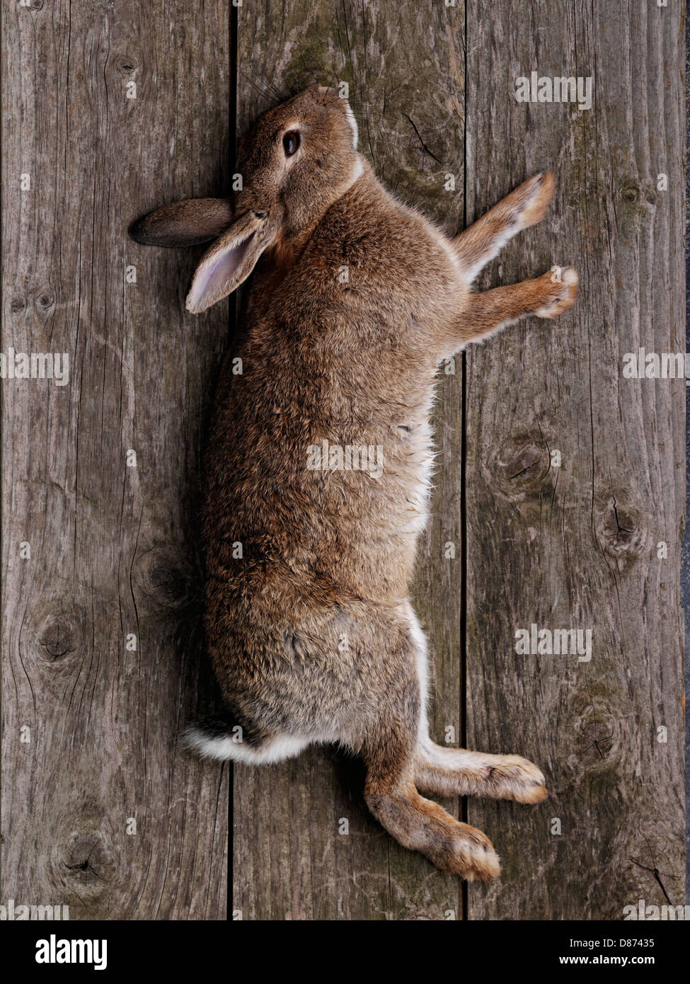 Dead rabbit hi-res stock photography and images - Alamy
