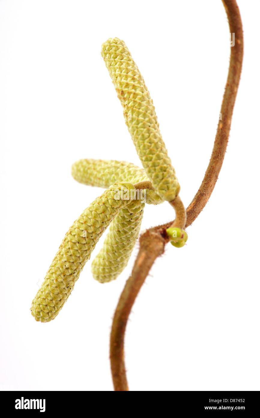 Hazelnut with flower against white background, close up Stock Photo - Alamy