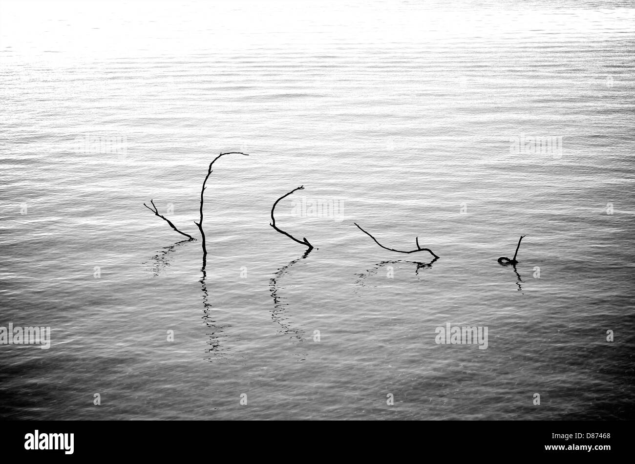 Germany, Baden Wuerttemberg, Tree branch in water at Lake Constance ...