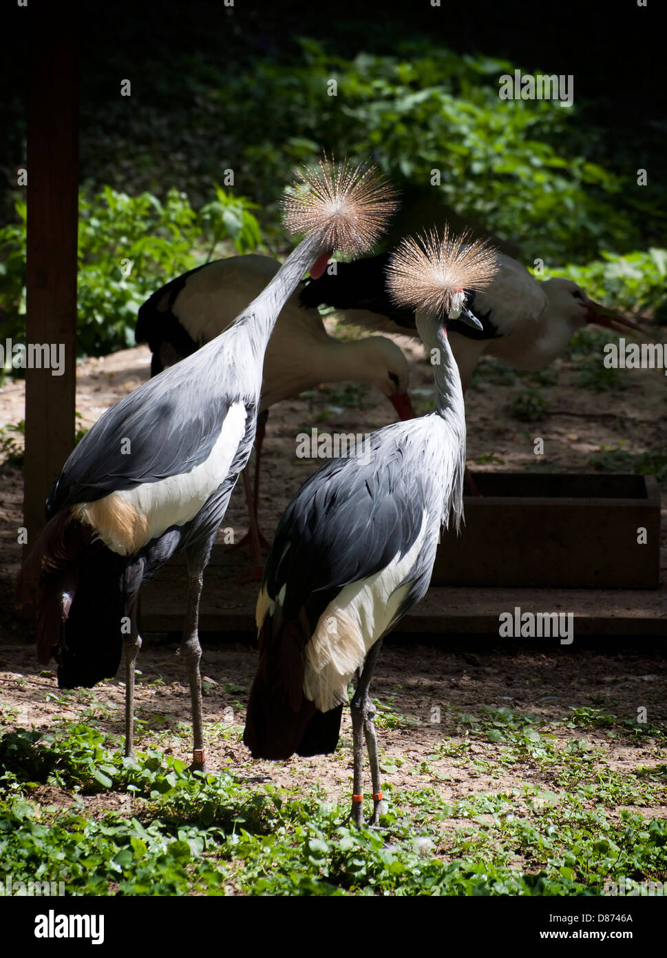 Two crested cranes (Balearica regulorum gibbericeps) look around ...