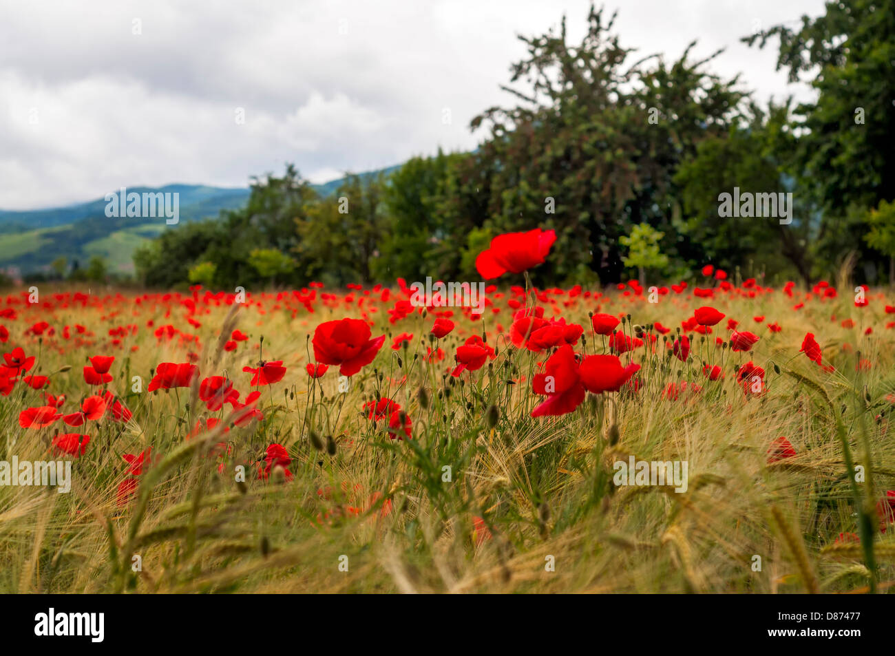 France, Fresh poppy flowers Stock Photo - Alamy