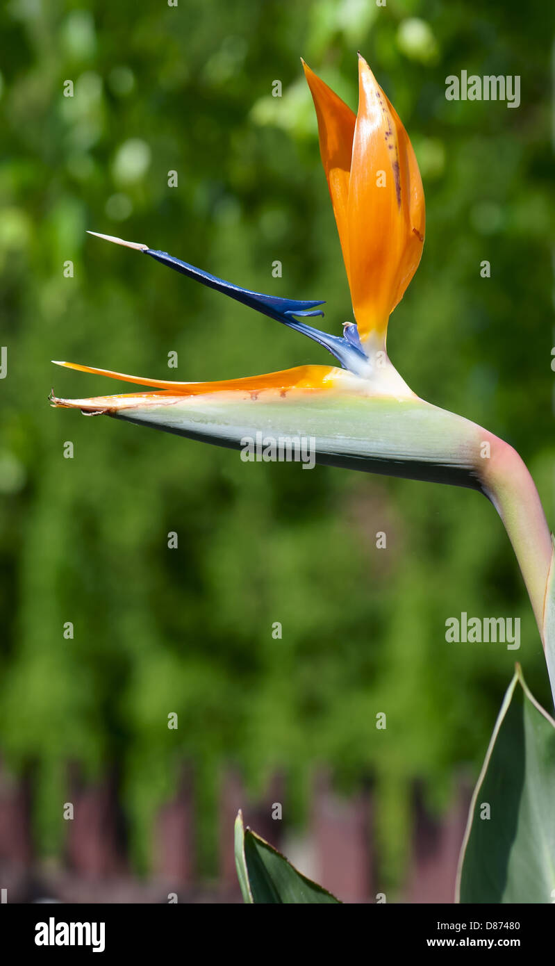 Colorful blooming strelitzia reginae flower Stock Photo - Alamy