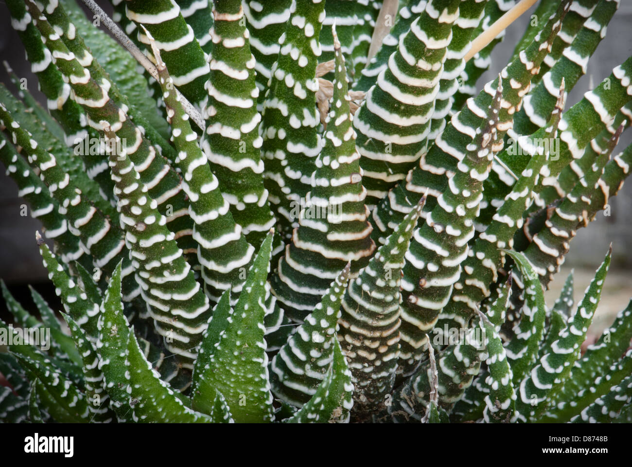 Striped aloe vera hi-res stock photography and images - Alamy