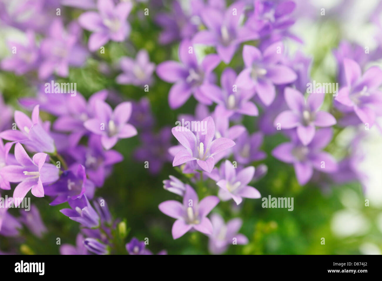 Germany, Blue bellflowers, close up Stock Photo - Alamy
