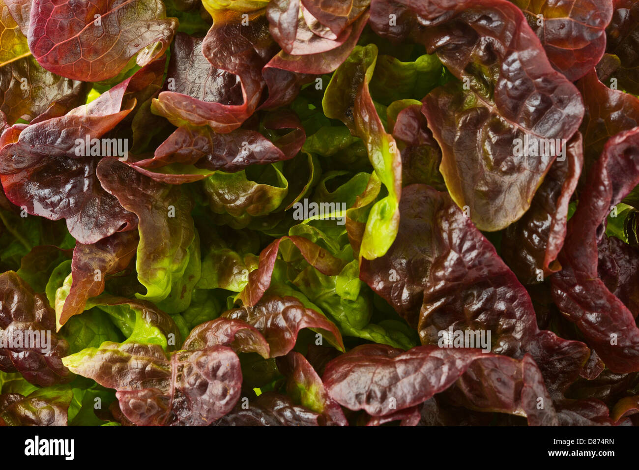 Red leaf lettuce, close up Stock Photo - Alamy