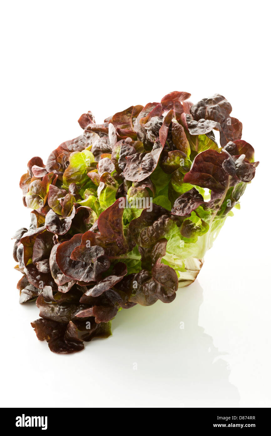 Red leaf lettuce on white background, close up Stock Photo - Alamy