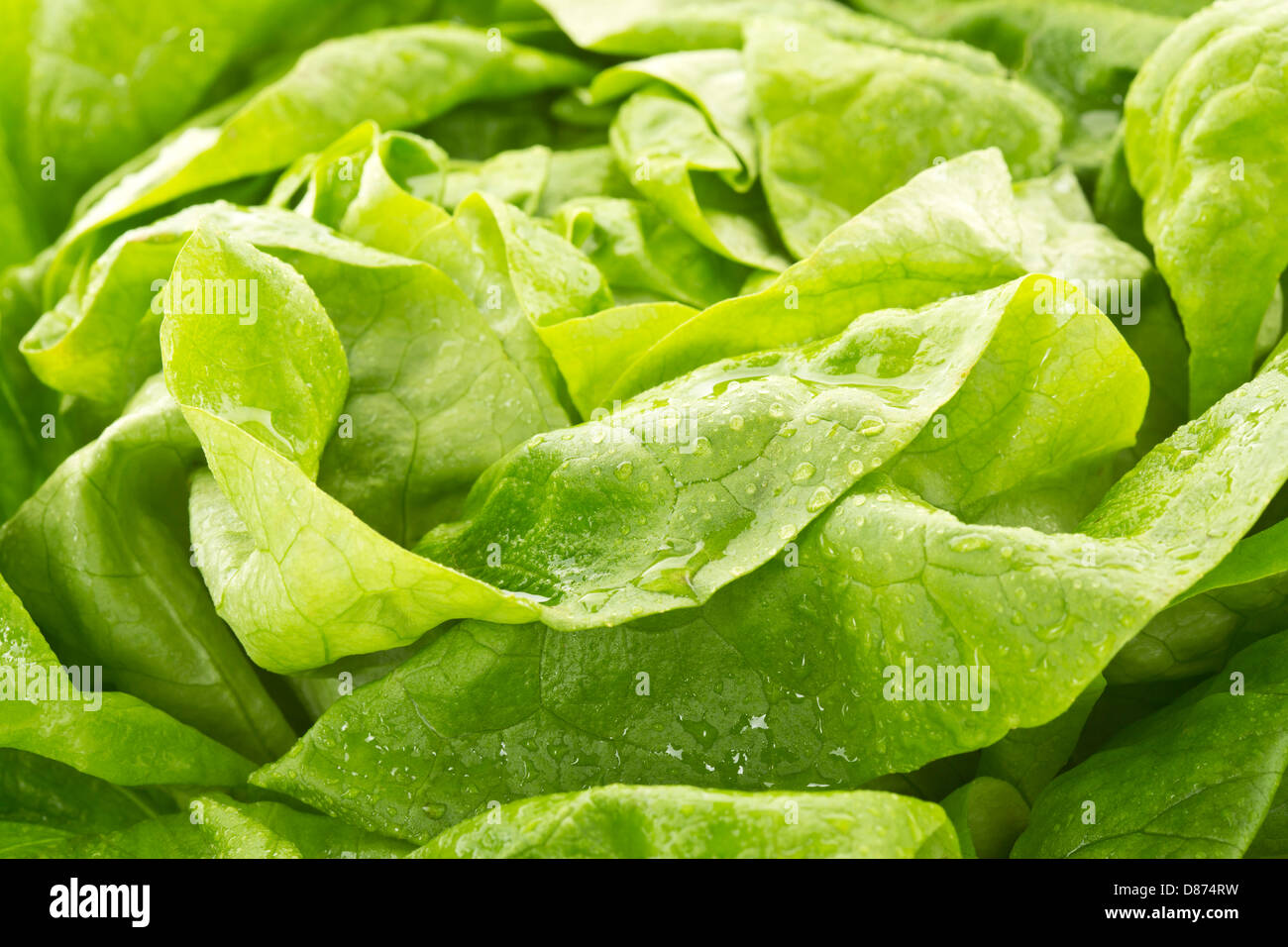 Butterhead lettuce, close up Stock Photo - Alamy