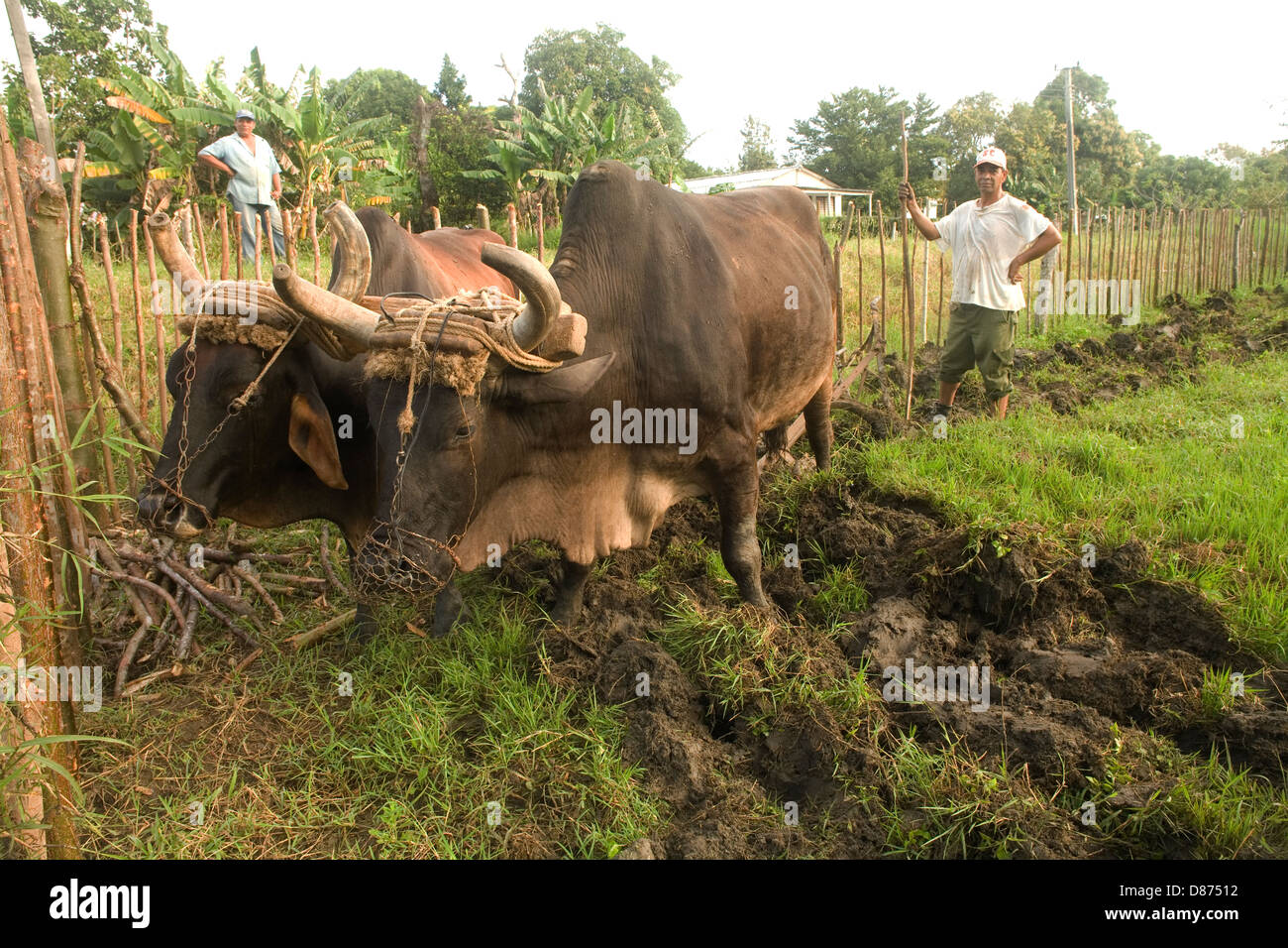 Rural life in Cuba. Agriculture on Cuba is done mainly without any ...