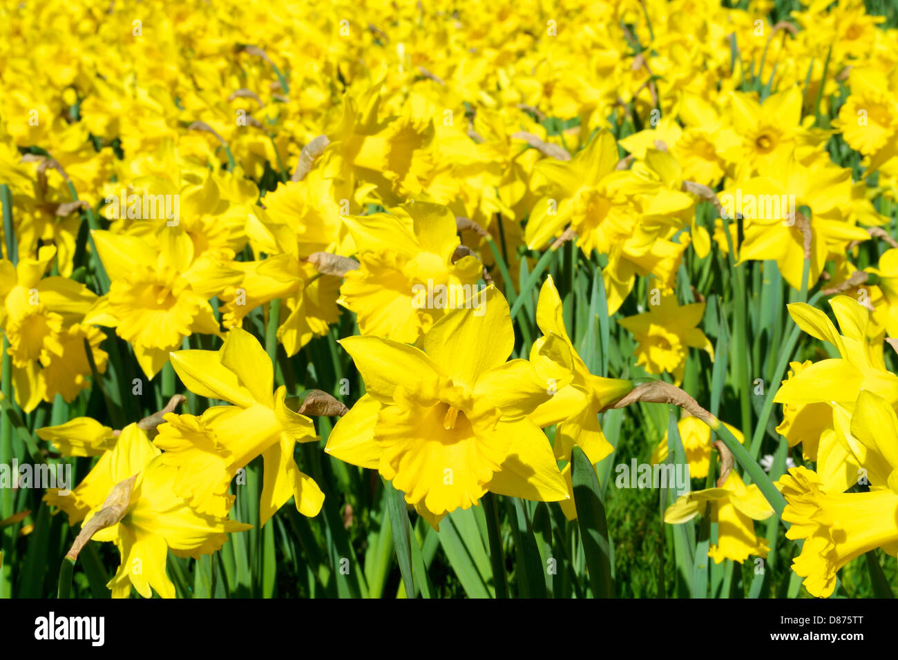 Germany, Rhineland Palatinate, Koblenz, View of lent lily Stock Photo ...