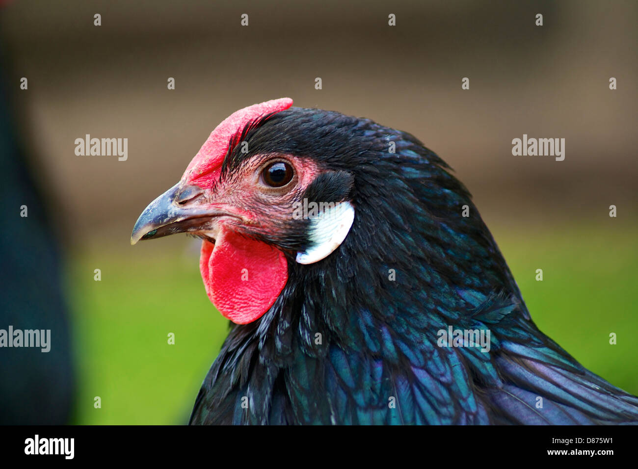 Germany, Chicken, close up Stock Photo - Alamy